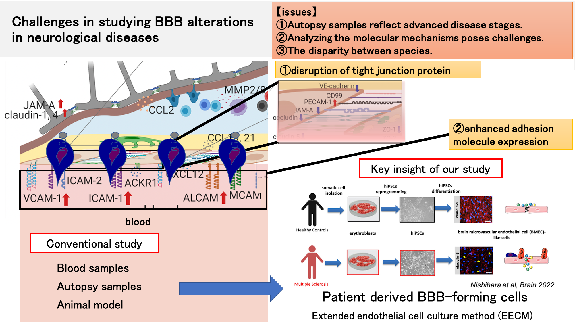 Research content | iPSCs-BBB研究所/山口大学病院脳神経内科