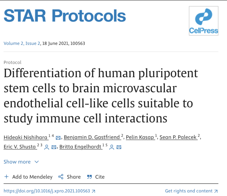 Differentiation of human induced pluripotent stem cells into brain microvascular endothelial ...